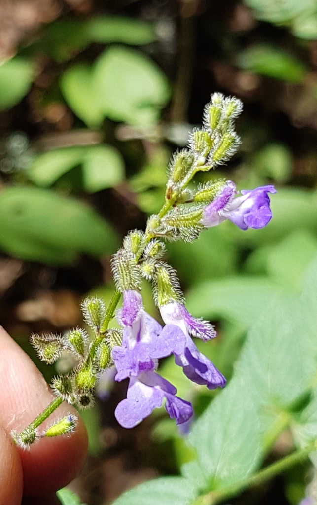 Salvia protracta from Villa Sola de Vega, Oax., México on October 22 ...