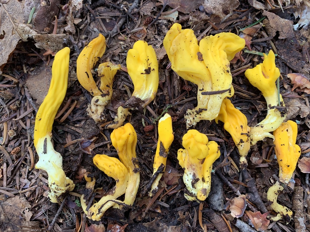 Irregular Earth Tongue (Fungi of Massachusetts) · iNaturalist