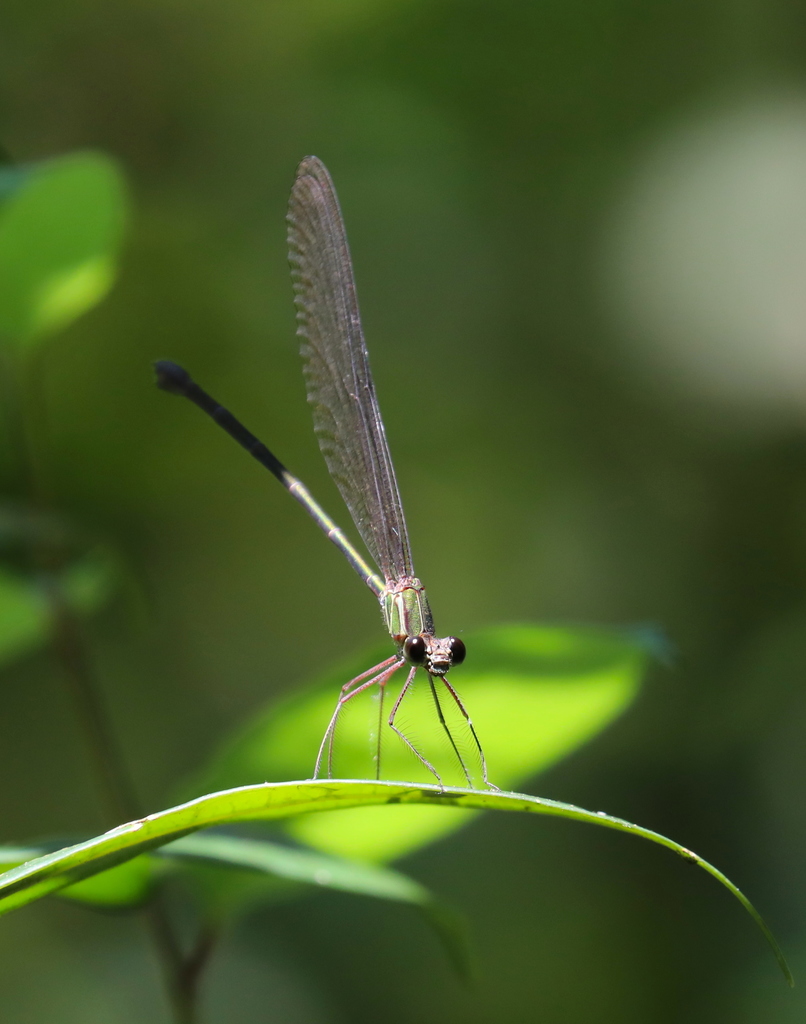 Madagascar demoiselle from VOIMMA, Andasibe, Madagascar on October 28 ...