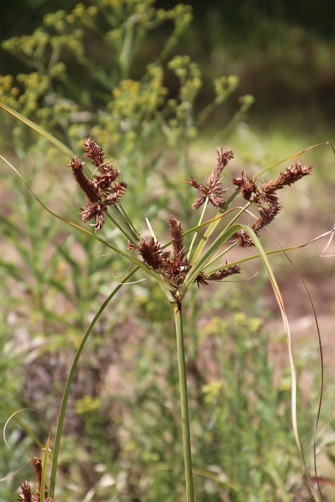 Giant Sedge (Locally Indigenous Species - Erf 152/216 Brenton on Lake ...