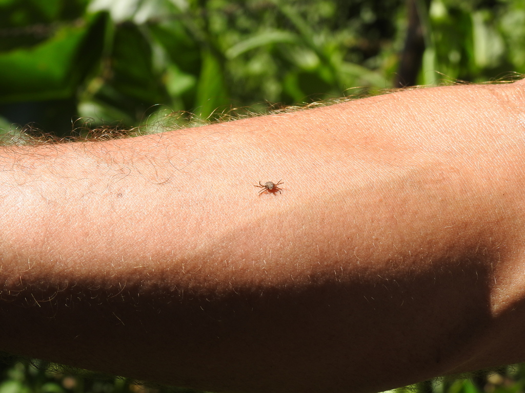Hardbacked Ticks from San Ignacio, Sinaloa, Mexico on October 27, 2019 ...