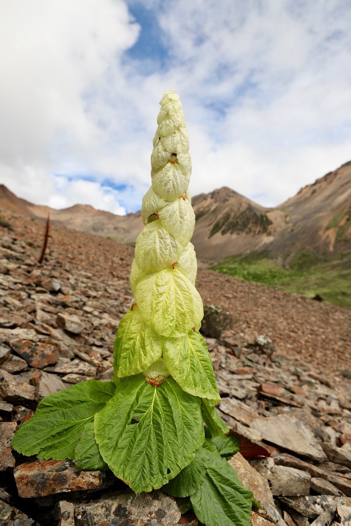 Sikkim rhubarb (Rheum nobile) - Botanical Realm