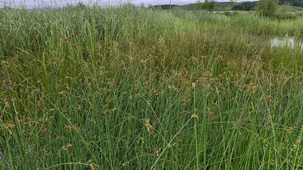 soft-stemmed bulrush from Bijie, Guizhou, China on August 11, 2025 at ...