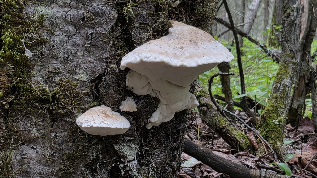 Postia lactea in August 2025 by Taylor Routledge · iNaturalist