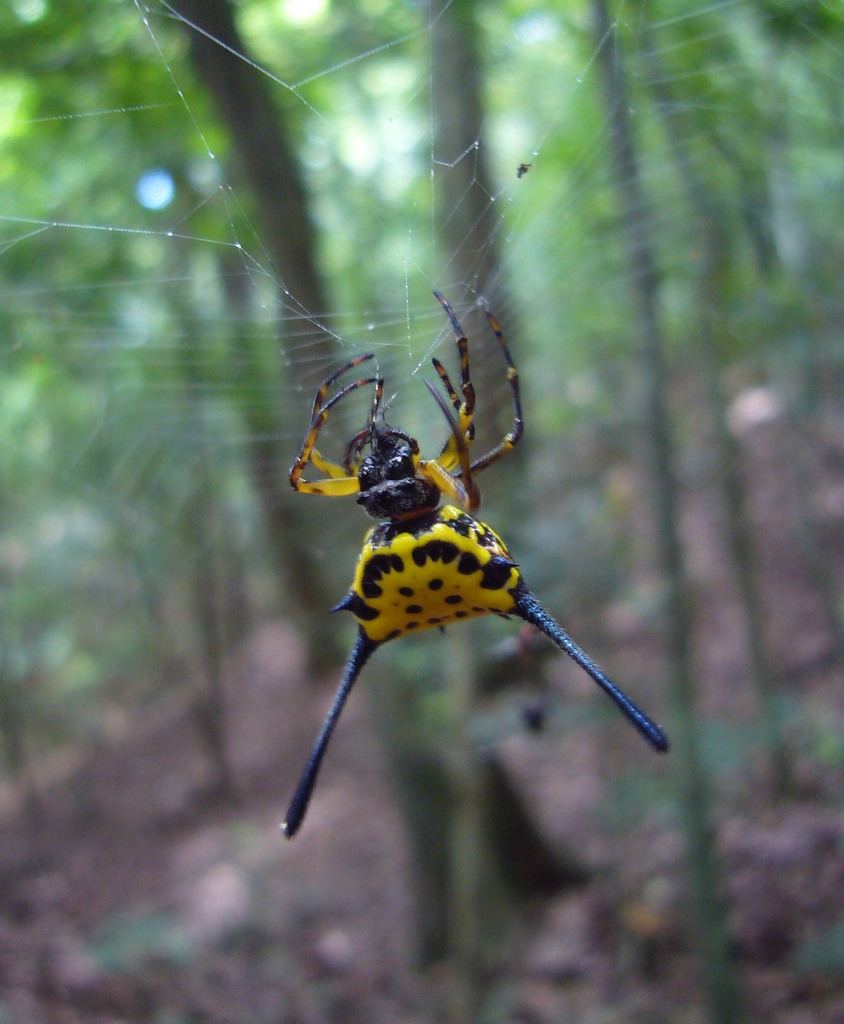 Gasteracantha remifera (SPIDERS OF SRI LANKA) · iNaturalist