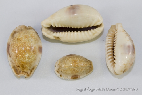 Cypraea spurca · iNaturalist Mexico