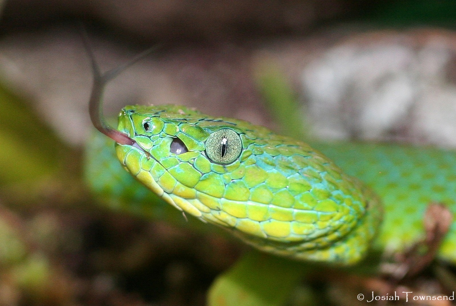 Bothriechis guifarroi Townsend, Medina-Flores, Wilson, Jadin & Austin, 2013