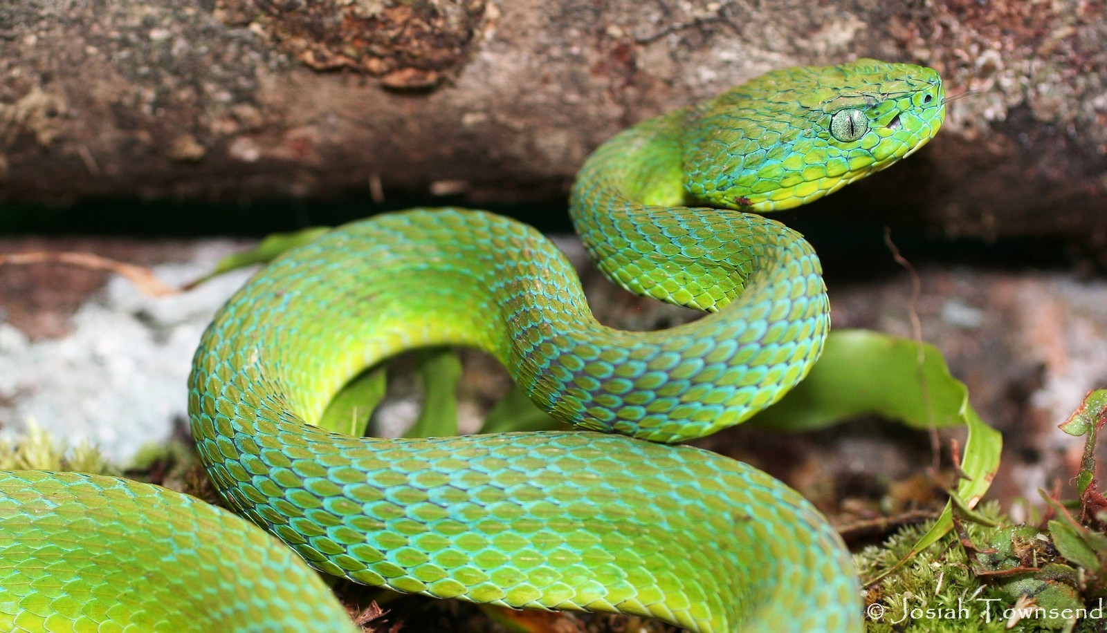 Bothriechis guifarroi Townsend, Medina-Flores, Wilson, Jadin & Austin, 2013