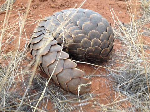 Temminck's Ground Pangolin in October 2013 by warrens. Unmarked animal ...