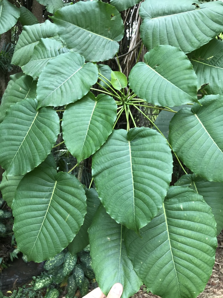 Sandbox Tree from Calle 16B, Santiago De Cali, Valle Del Cauca, CO on ...