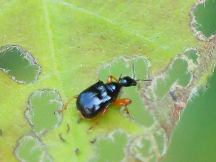 Compsapoderus erythrogaster from 日本、〒516-0028 三重県伊勢市中村町 on August 15 ...