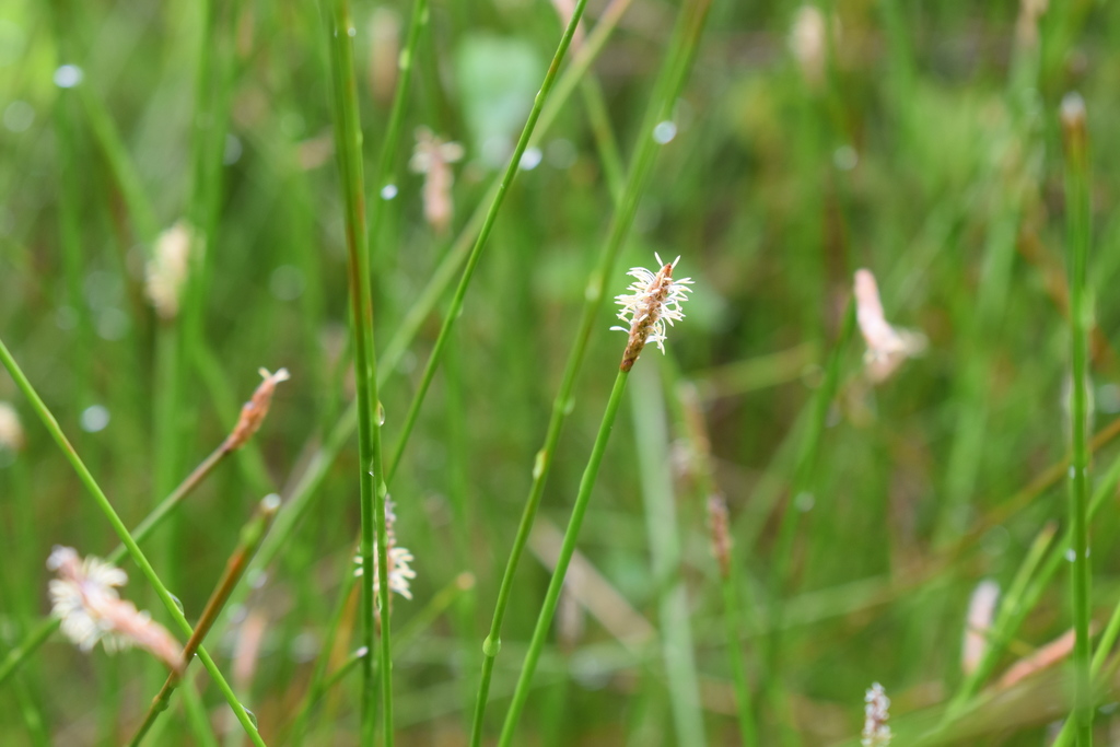 Sharp Spike Sedge (Cloud Nine Plants) · iNaturalist
