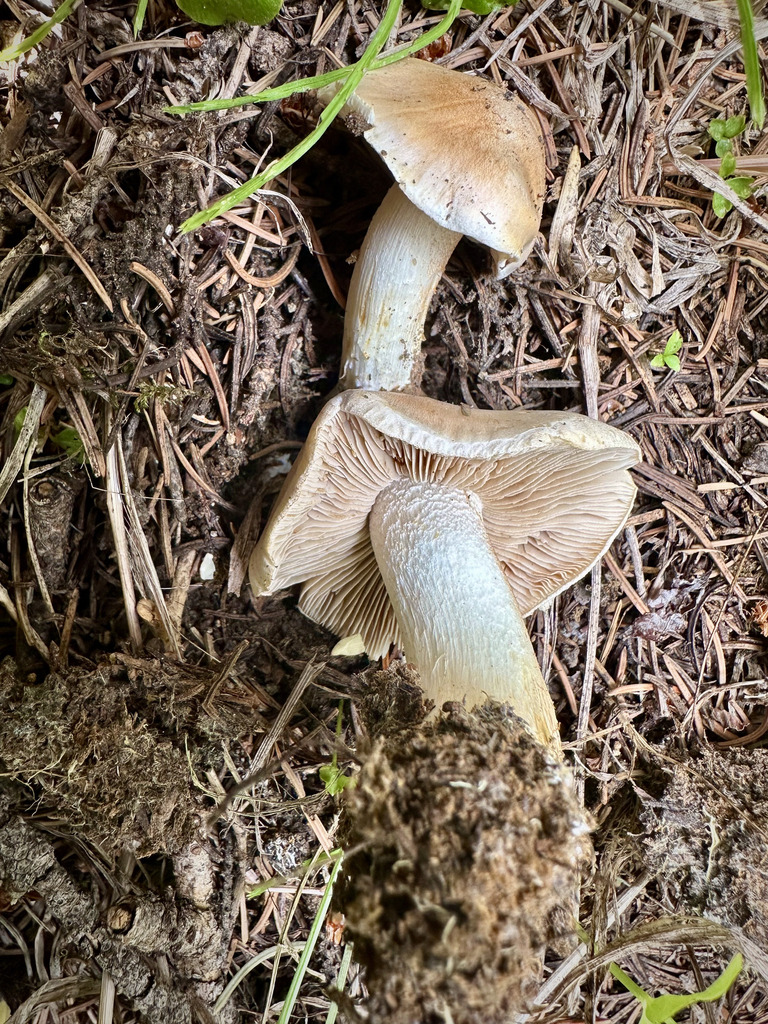 Crustuliniformia from San Miguel, Colorado, United States on August 14 ...