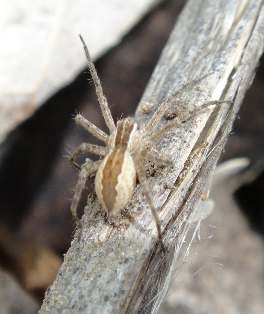 American Nursery Web Spider from Lorain County, OH, USA on April 30 ...