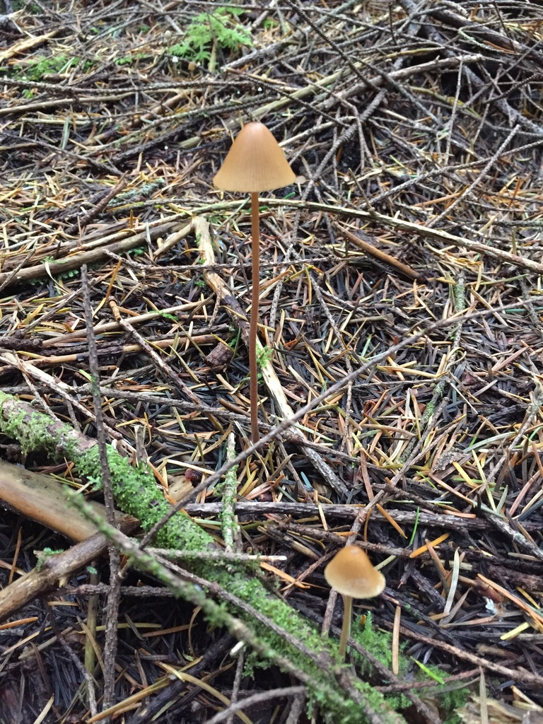 Conocybe semiglobata from Simpson Ck, Lincoln County, OR, US on October ...
