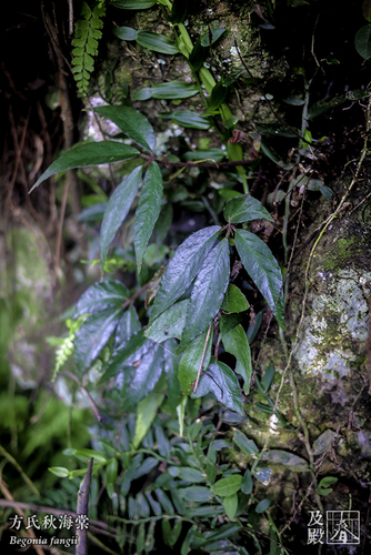 Begonia fangii · iNaturalist