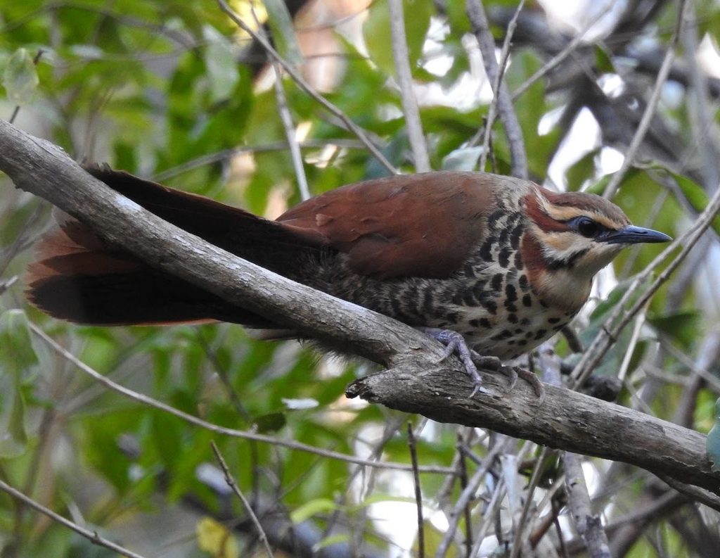 Mesites (Mesitornithidae) - Avian Discovery