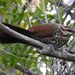 Mesites (Order Mesitornithiformes) · iNaturalist