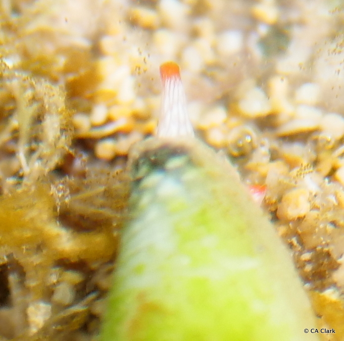 Conus nanus G.B.Sowerby I, 1833