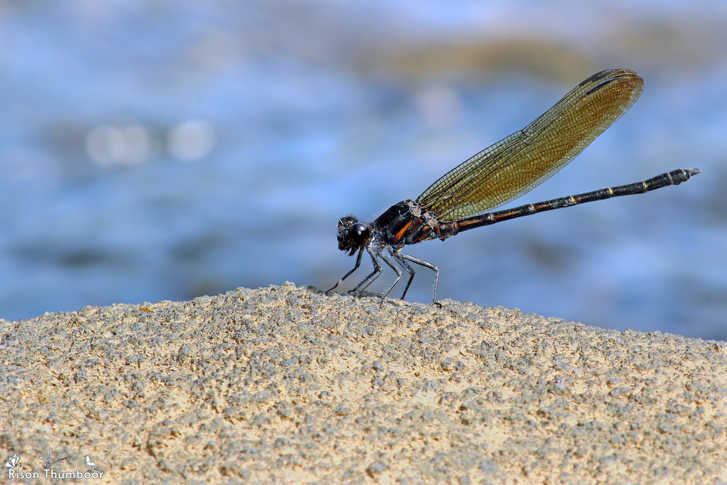 black torrent dart (insects of mumbai) · iNaturalist