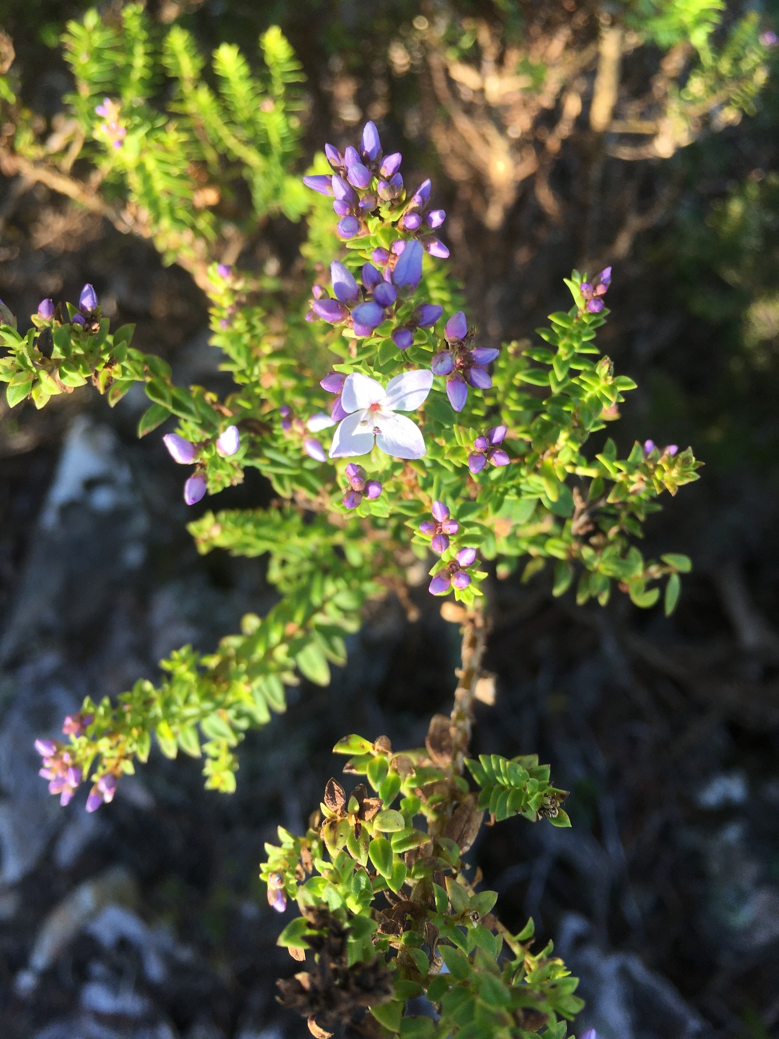 Veronica formosa R.Br.
