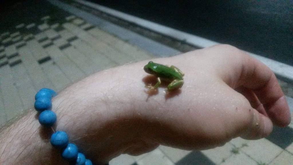 Japanese Tree Frog from Pyeongchang-gun, Gangwon-do, South Korea on ...