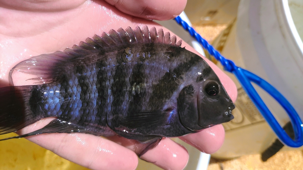 Convict Cichlid from Lake Davis/Greenwood, Orlando, FL, USA on April 27 ...