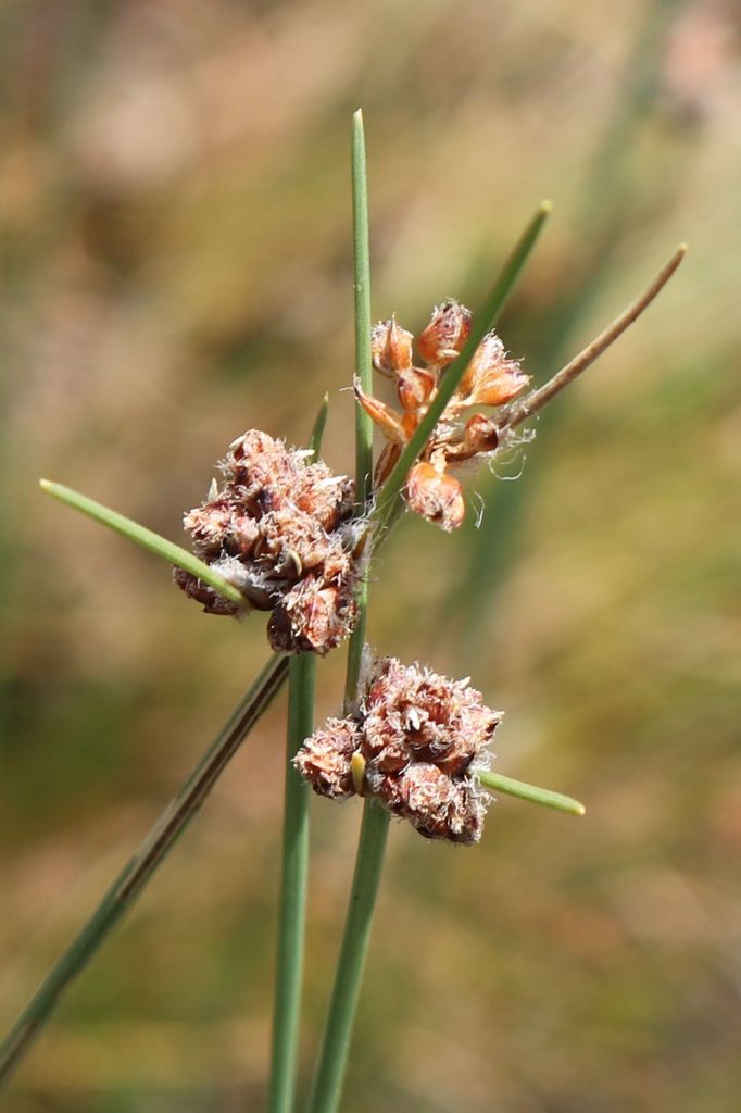 Ficinia laciniata (Vergesig) · iNaturalist