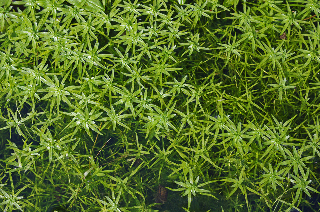 Blunt-fruited Water-starwort (Lancashire Key Species - Flowering Plants ...