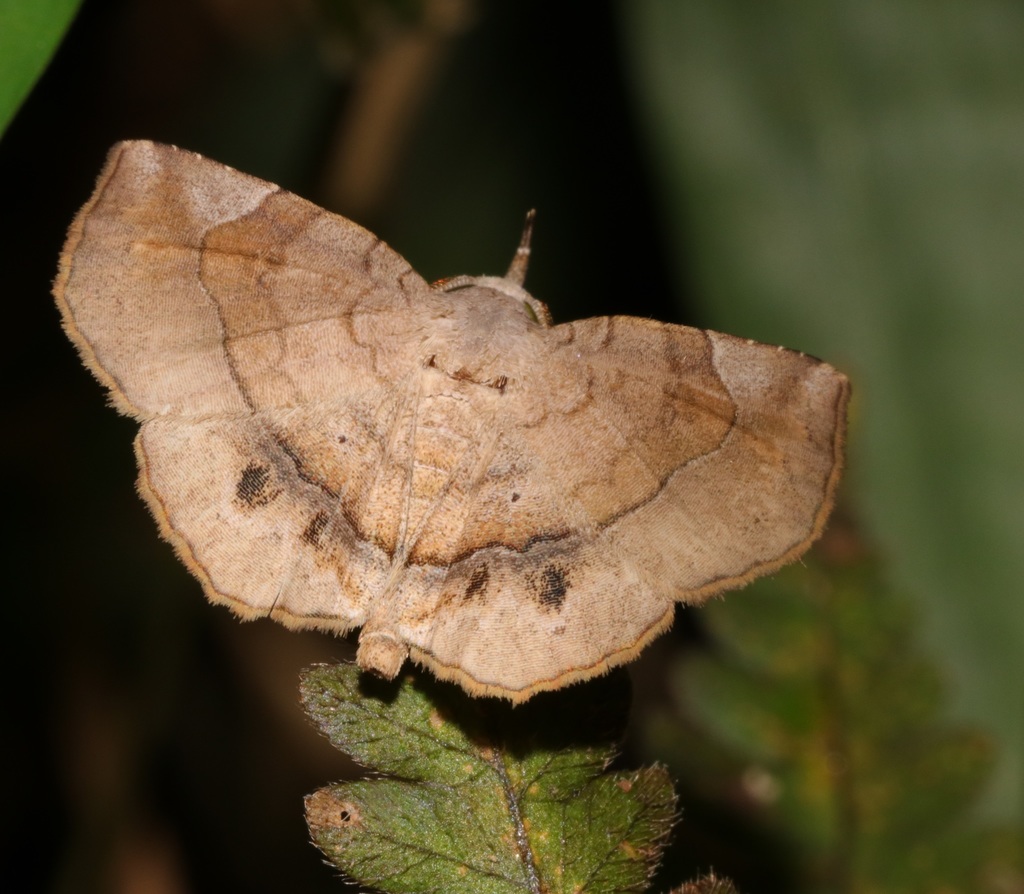 Pangrapta plumbilineata (Moths in Hong Kong - 1: Common Moths ...
