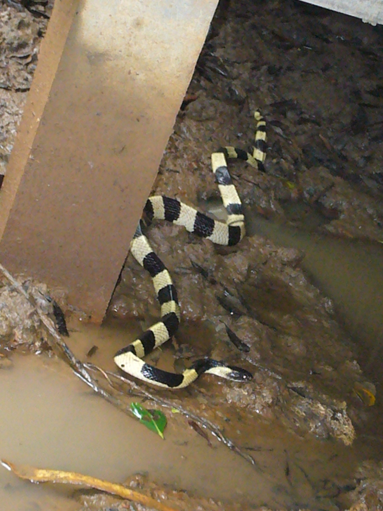 Banded Krait (Snakes of Thailand) · iNaturalist