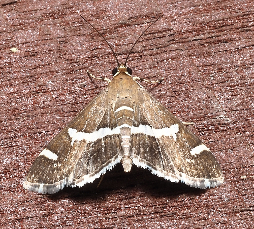 Hawaiian Beet Webworm Moth from Kalamunda WA, Australia on June 15 ...
