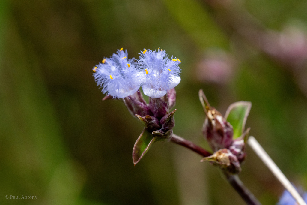 (Cyanotis obtusa) - Botanical Realm
