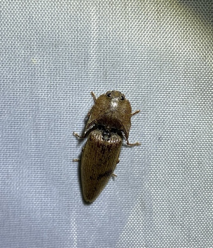 Pachyderes macrothorax · iNaturalist