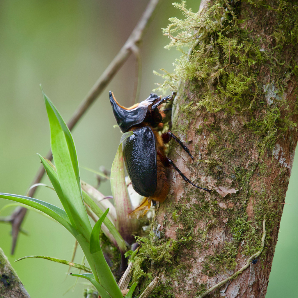 Heterogomphus schoenherri from Ecoruta El Quinde, Quito, Pichincha, EC ...