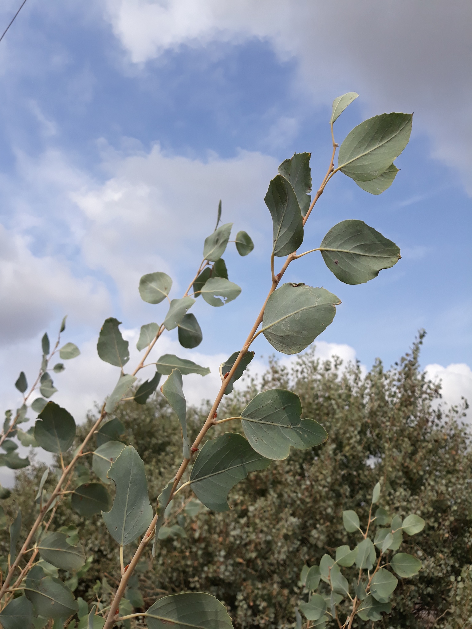 Populus euphratica Olivier