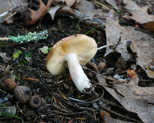 Russula abietina · iNaturalist Mexico
