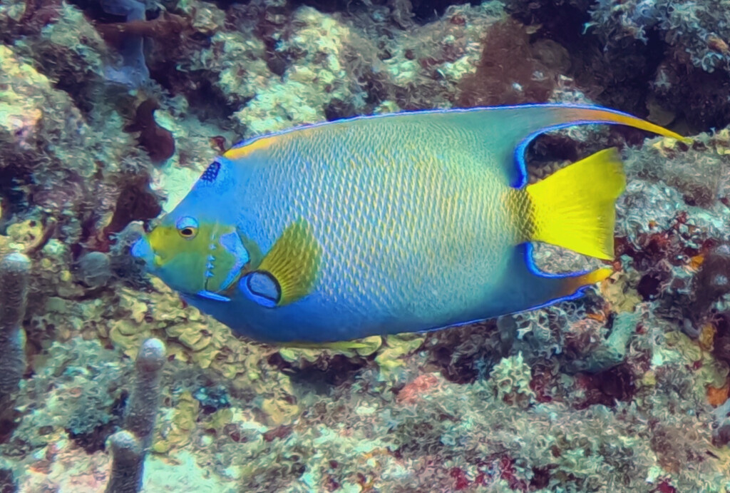 Queen Angelfish from Reef off Broward County, FL, USA on July 1, 2025 ...