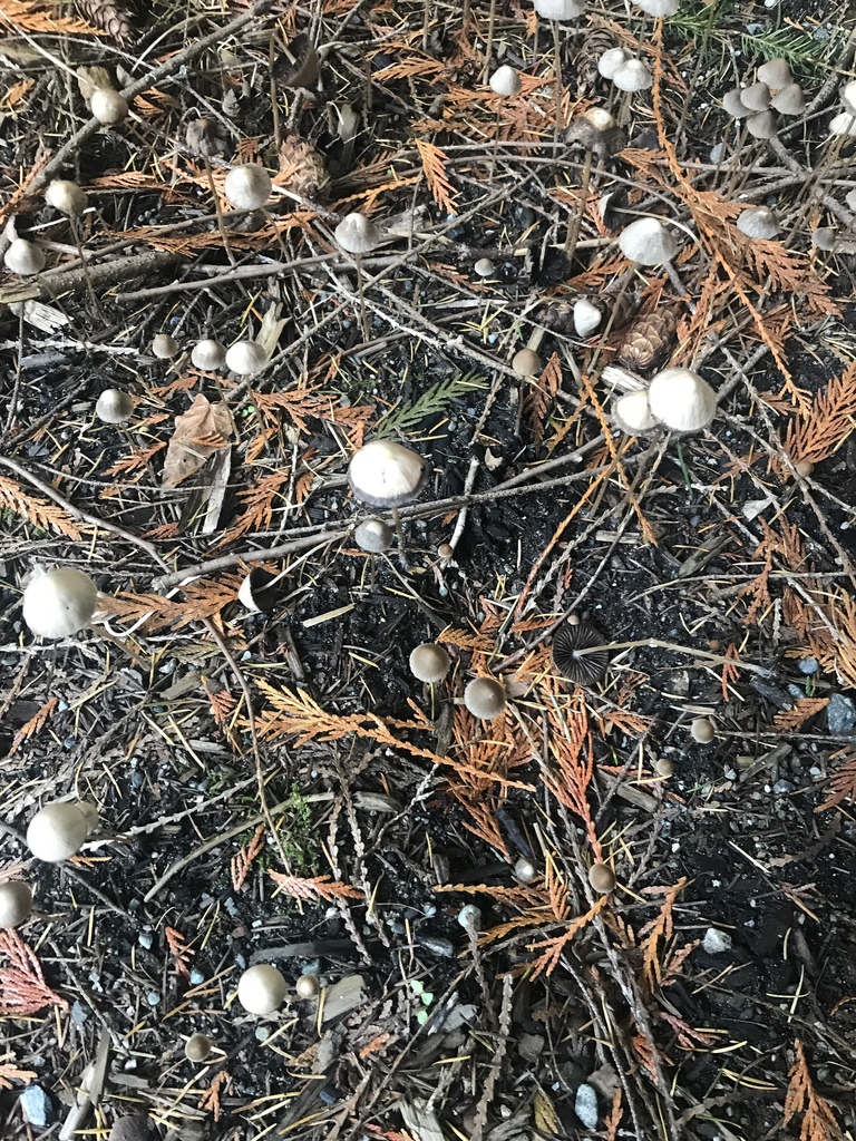 rootlet brittlestem from 294th Ave NE, Carnation, WA, US on October 30 ...