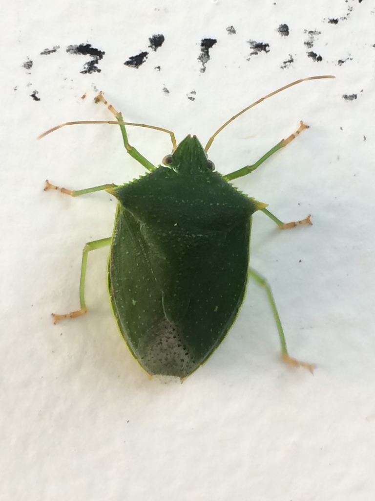 Loxa virescens from Parque Das Aves, Foz do Iguaçu, PR, BR on October ...