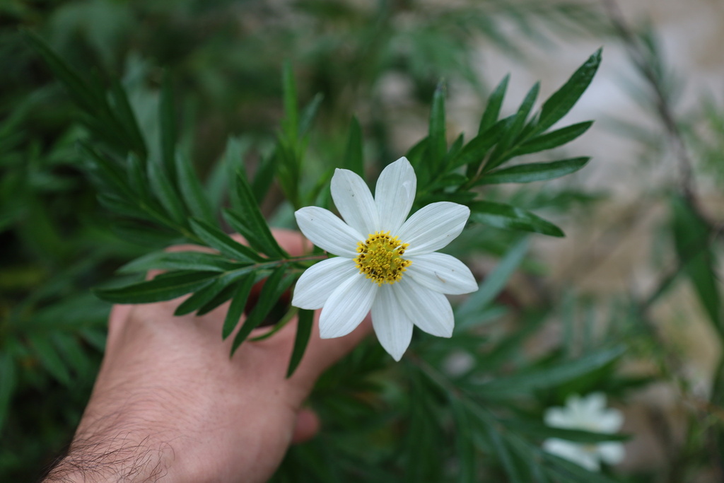 Cosmos mcvaughii in August 2025 by Santiago Rosales · iNaturalist