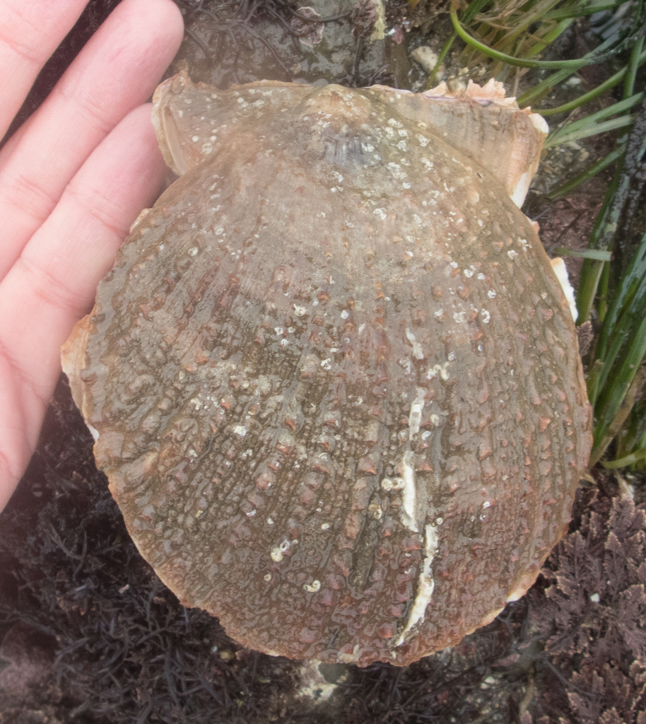 Giant Rock Scallop (China Cove Organisms) · iNaturalist
