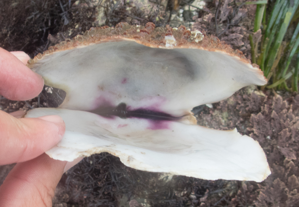 Giant Rock Scallop (China Cove Organisms) · iNaturalist