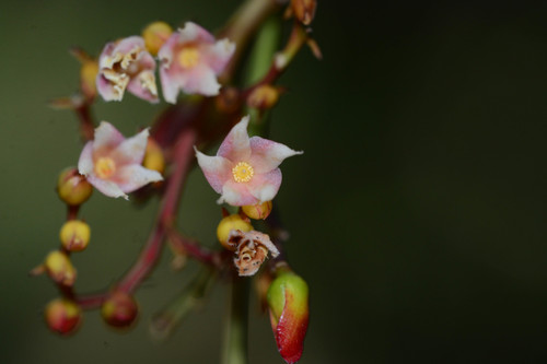 kambakam (Hopea ponga) · iNaturalist United Kingdom