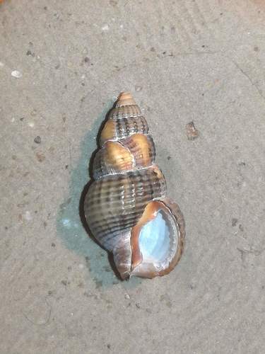 Tritia pygmaea · iNaturalist