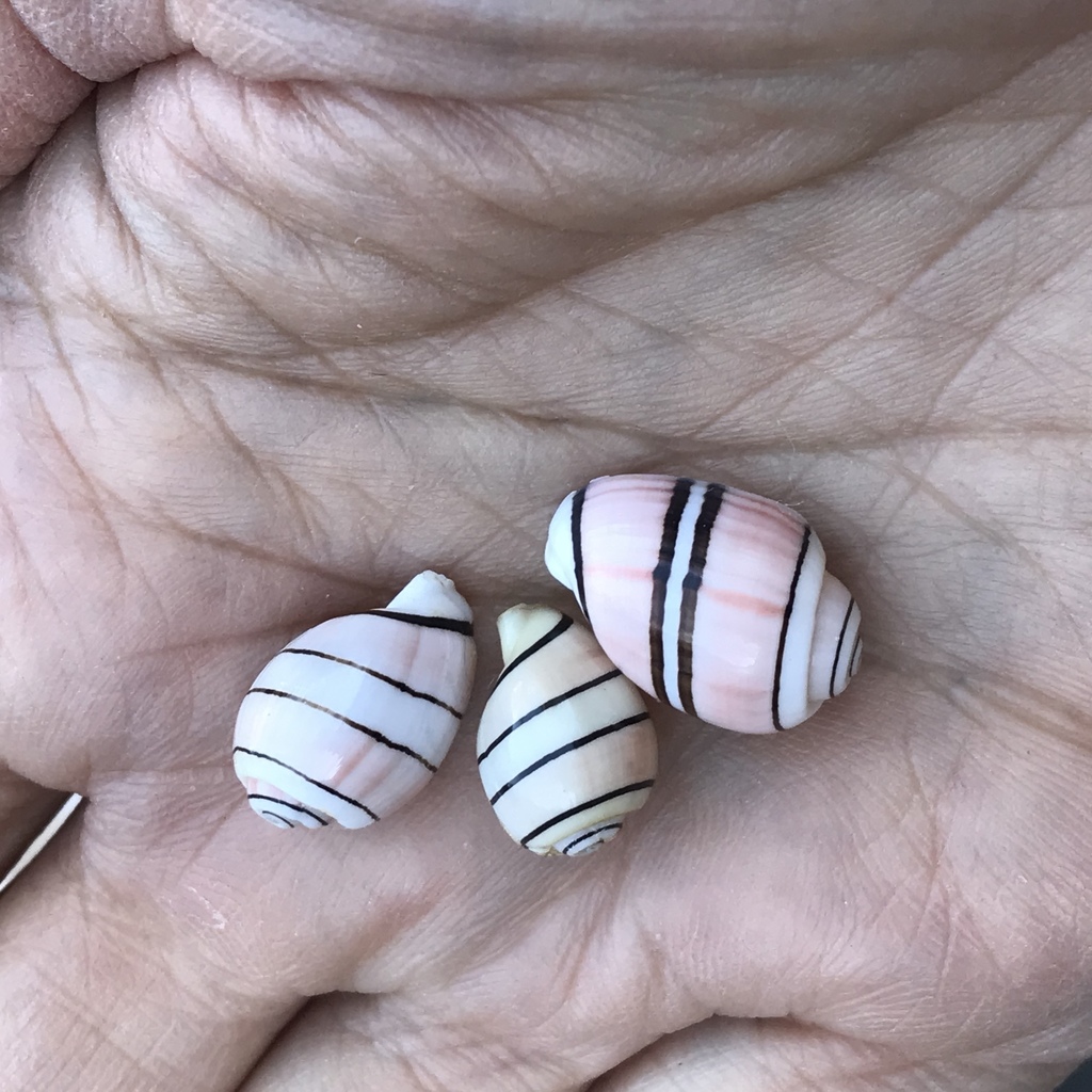 Pink Bubble Snail from Kokee Beach, Oahu, Hawaii on May 3, 2011 by Phil ...