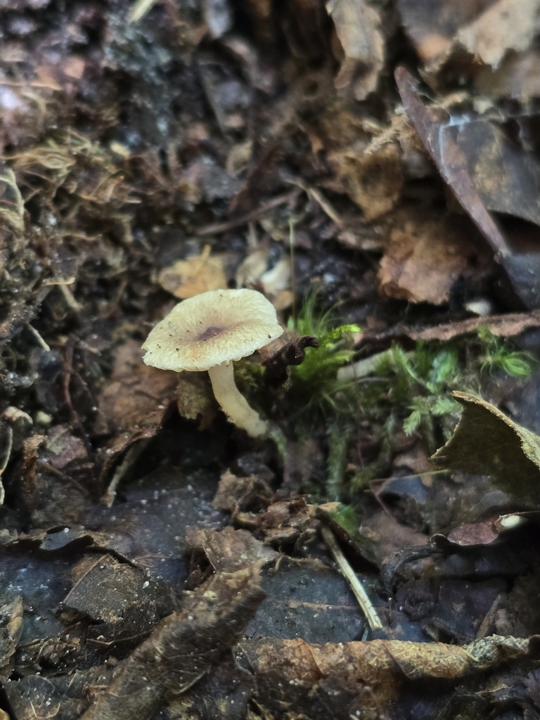 Gray Milkcap from Jacques-Cartier, de la, CA-QC-JC, CA-QC, CA on August ...