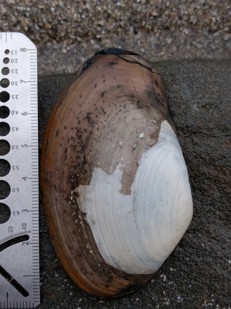 Pacific Gaper (China Cove Organisms) · iNaturalist