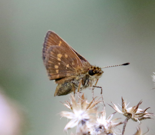 Rhadama's Fulda (Fulda rhadama) · iNaturalist