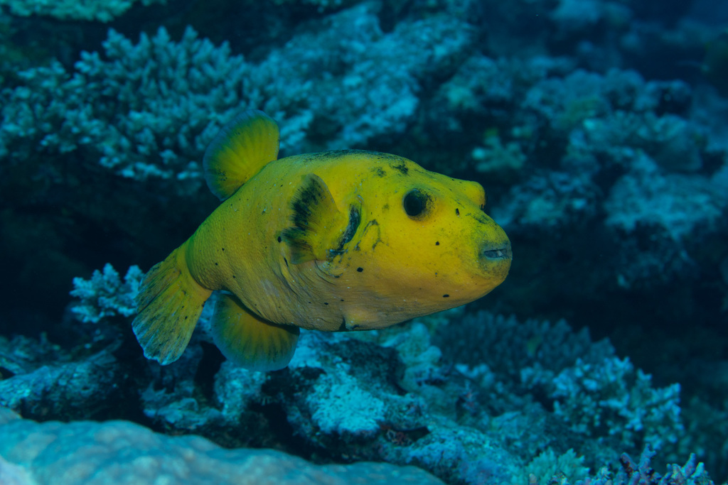 Guineafowl Puffer from Lomaiviti, Fiji on October 10, 2019 at 01:41 PM ...